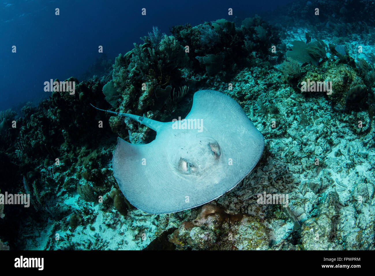 Stingray ocean hi-res stock photography and images - Alamy