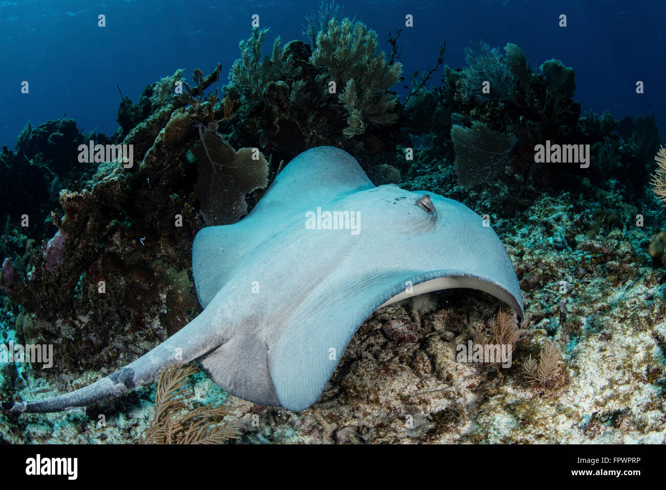 Stingray ocean floor hi-res stock photography and images - Alamy