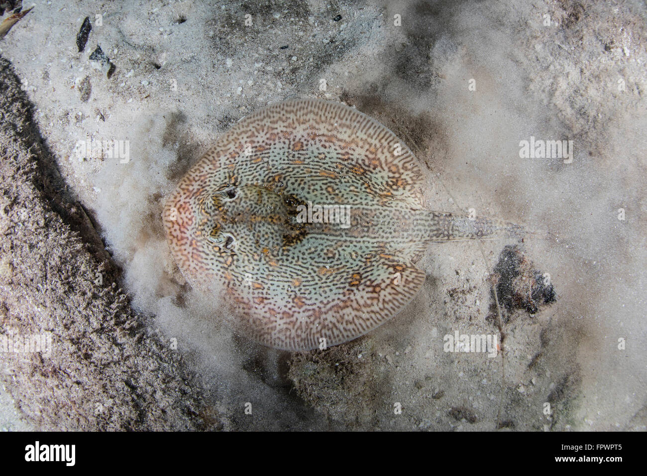 A yellow stingray (Urobatis jamaicensis) lays on the sandy seafloor of ...