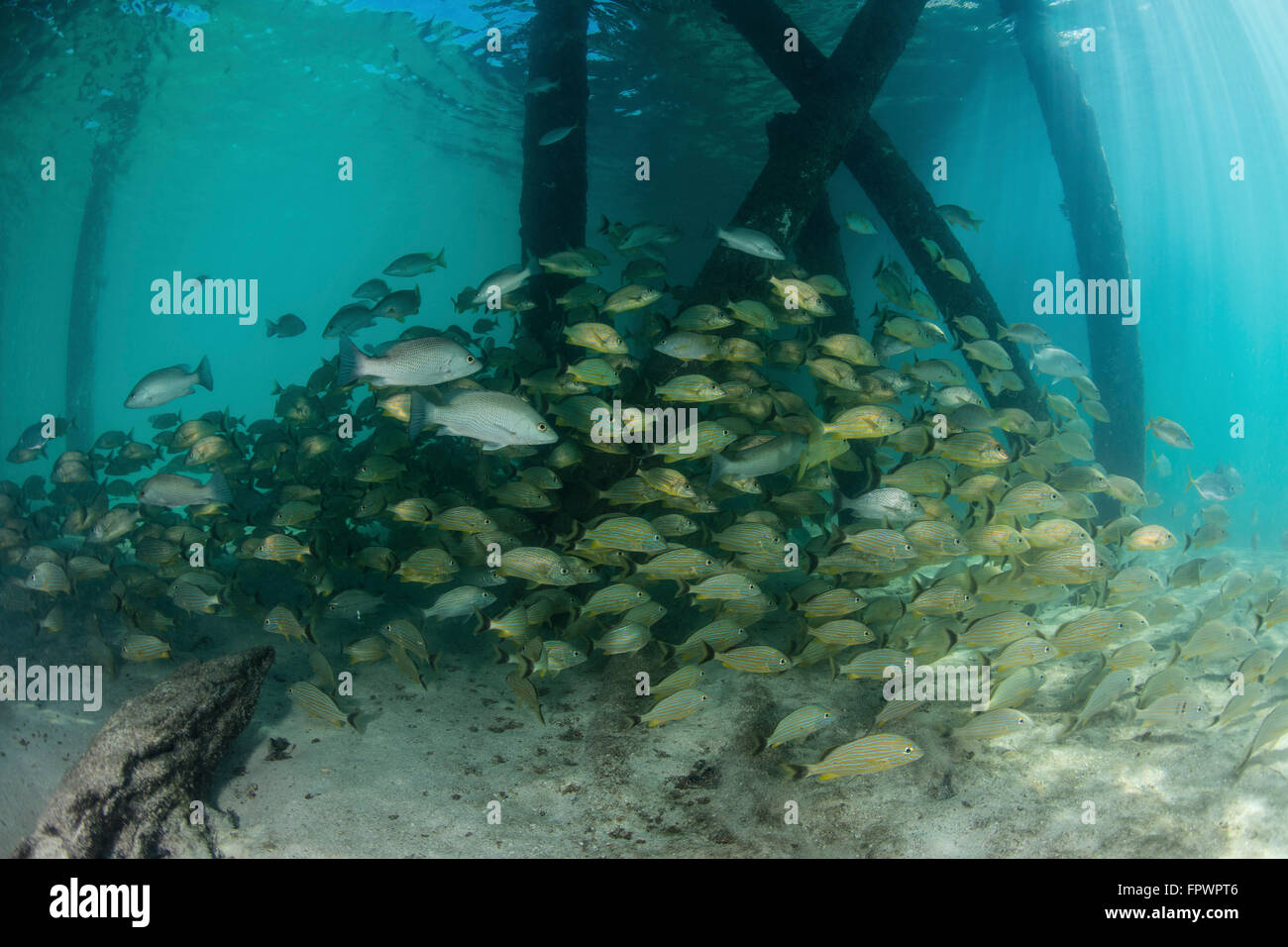 School of grunt fish in the shadows beneath a pier on Turneffe Atoll ...