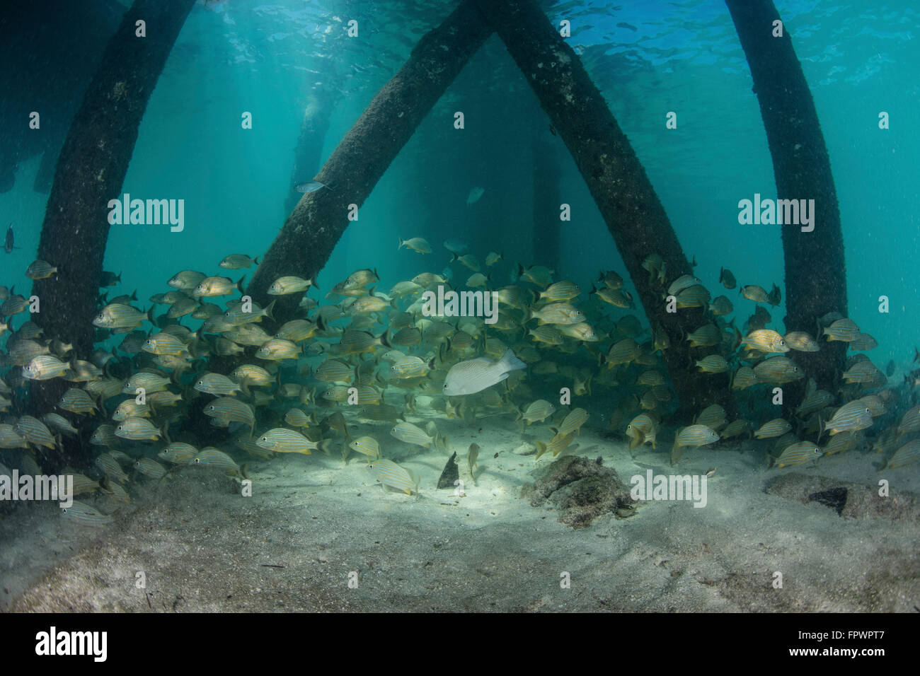 School of grunt fish in the shadows beneath a pier on Turneffe Atoll ...