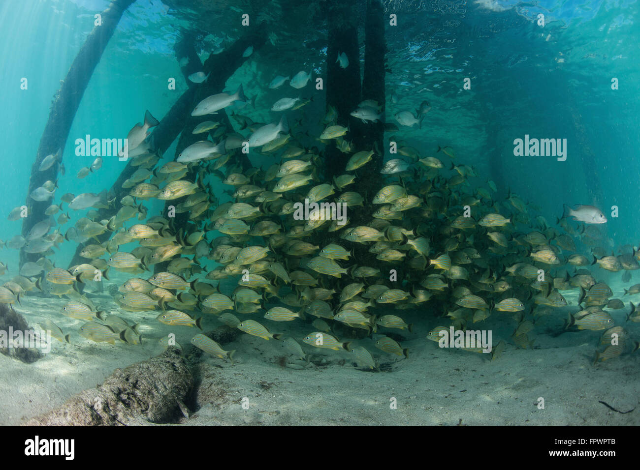School of grunt fish in the shadows beneath a pier on Turneffe Atoll ...