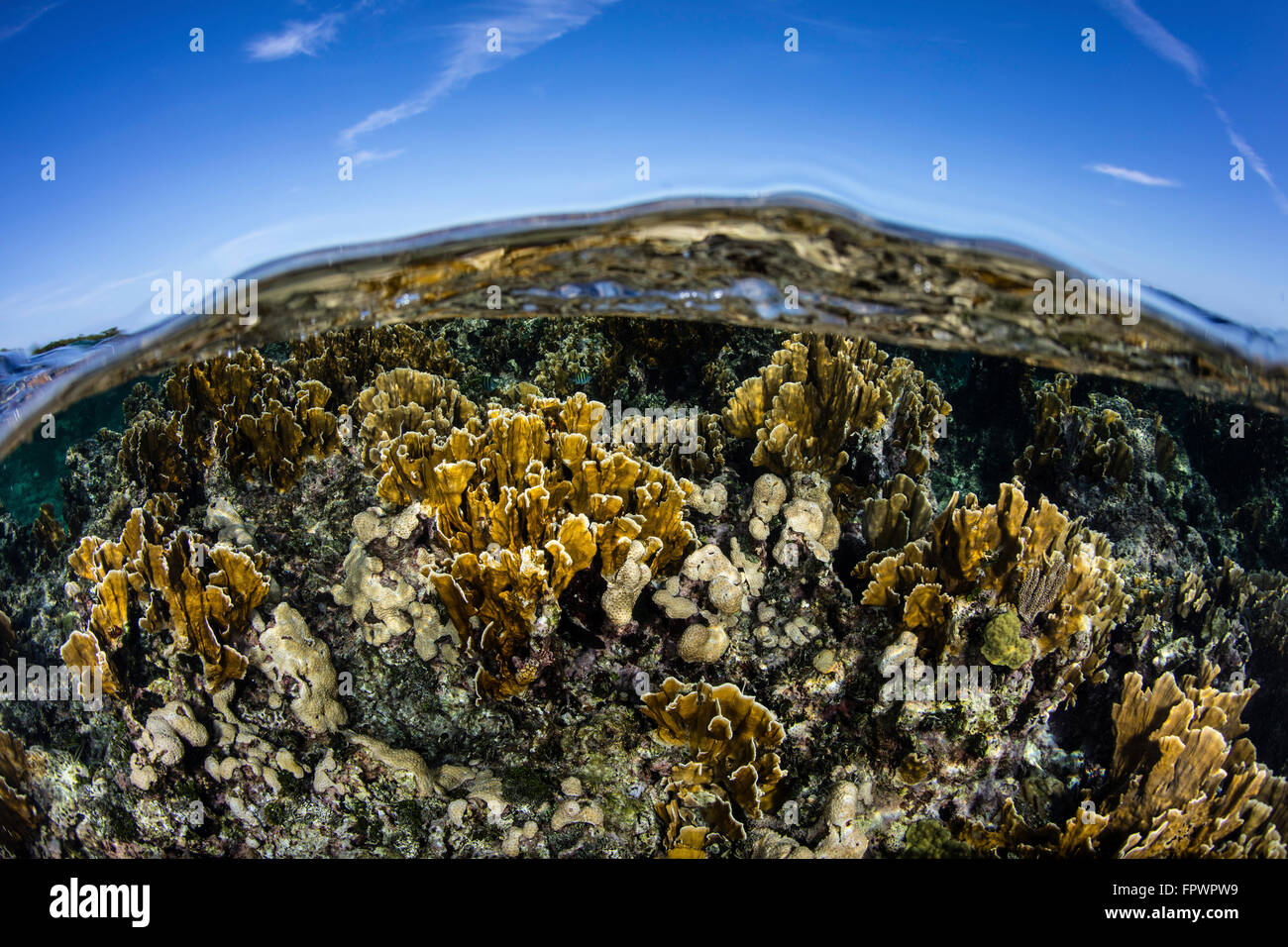 Fire corals grow in the shallows along a reef crest in the Caribbean ...