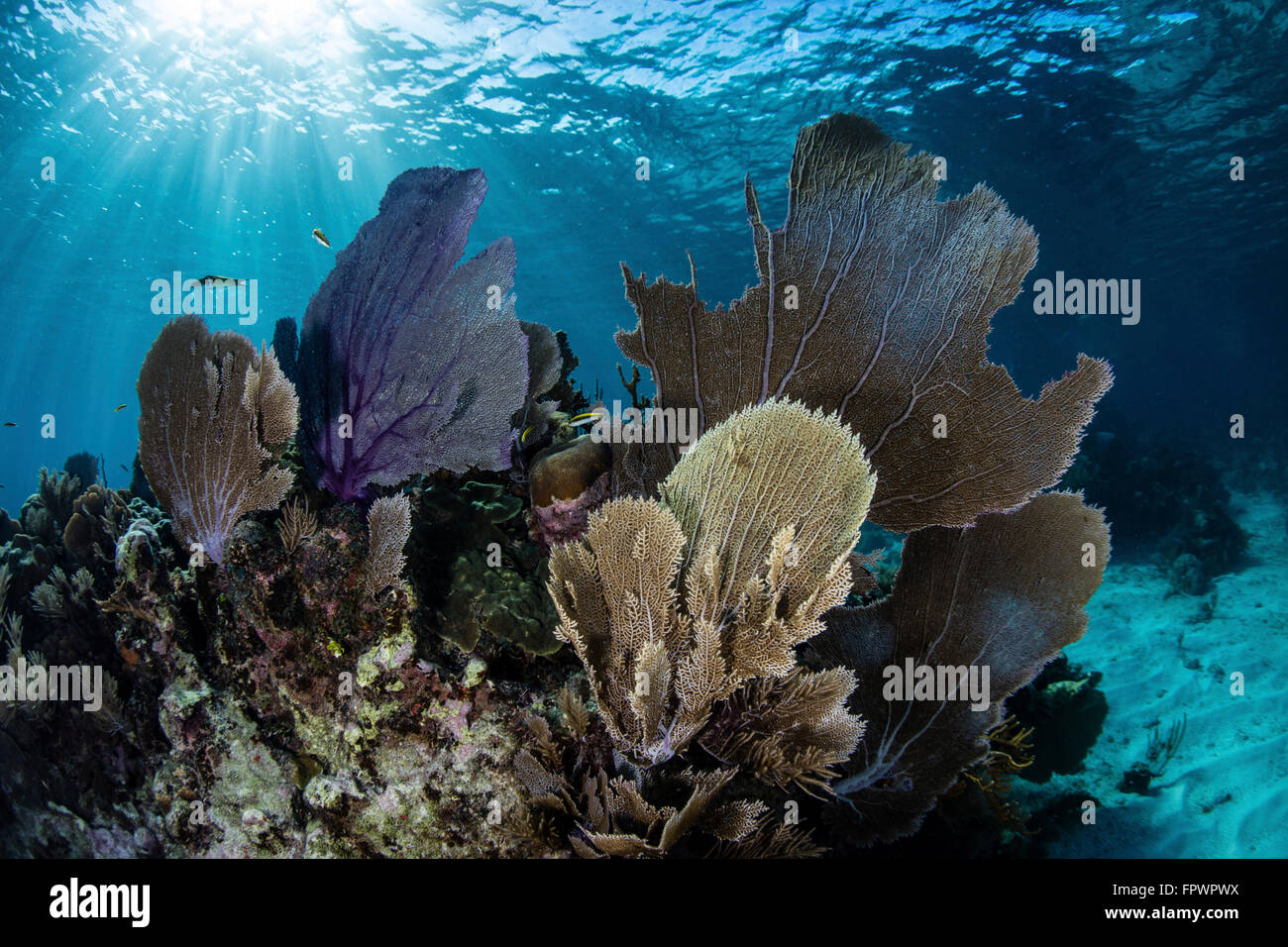 A colorful set of gorgonians, reef-building corals, and other ...