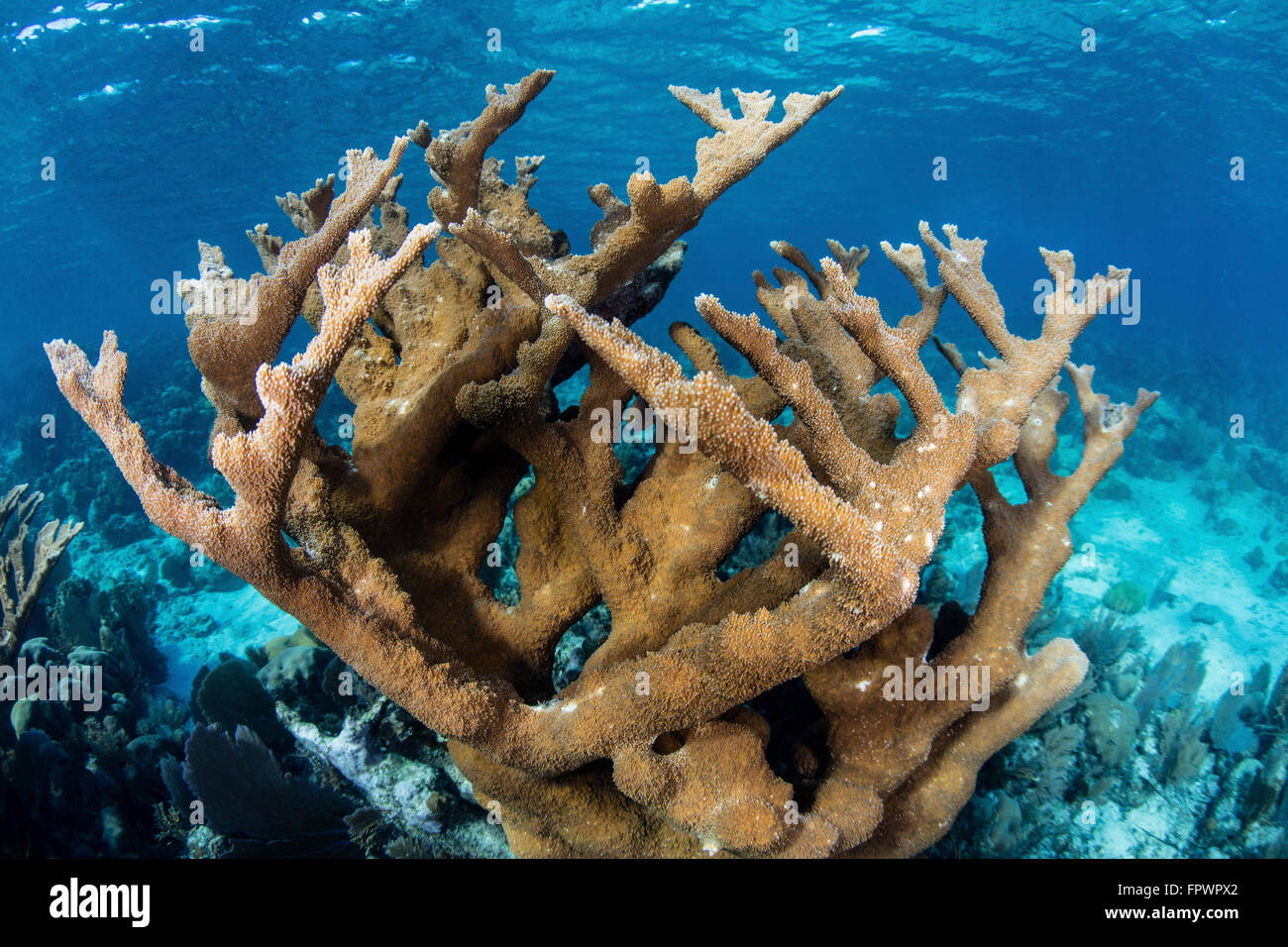 A colony of elkhorn coral (Acropora palmata) grows on a healthy reef in ...
