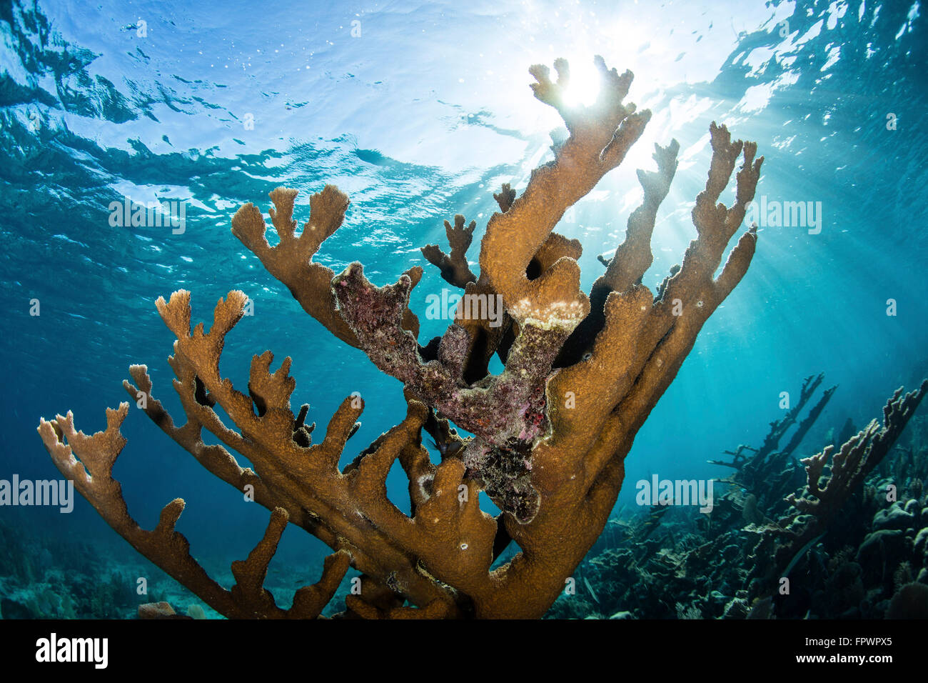 A colony of elkhorn coral (Acropora palmata) grows on a healthy reef in ...