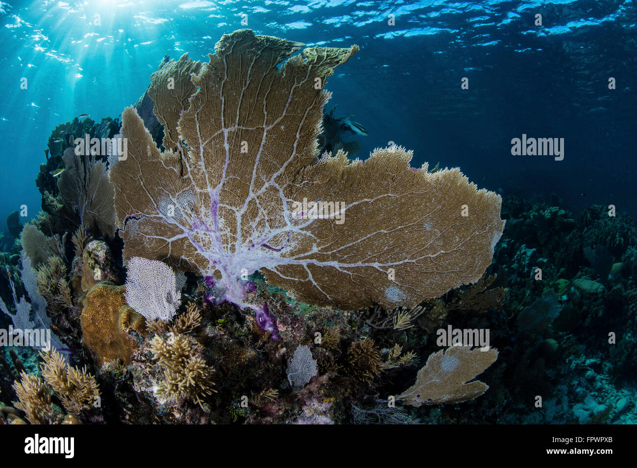A colorful set of gorgonians, reef-building corals, and other ...
