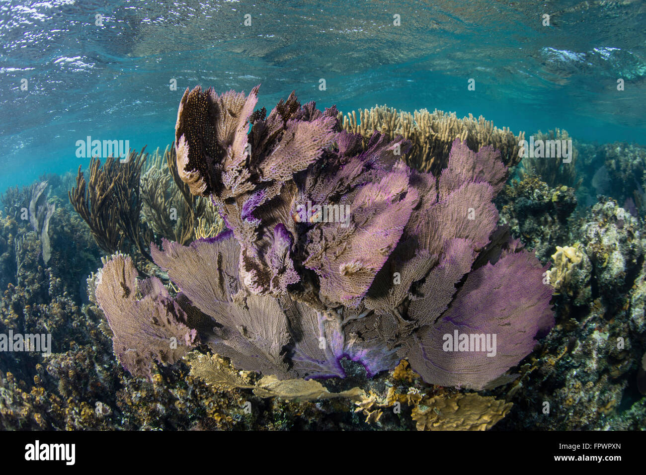 A colorful set of gorgonians, reef-building corals, and other ...
