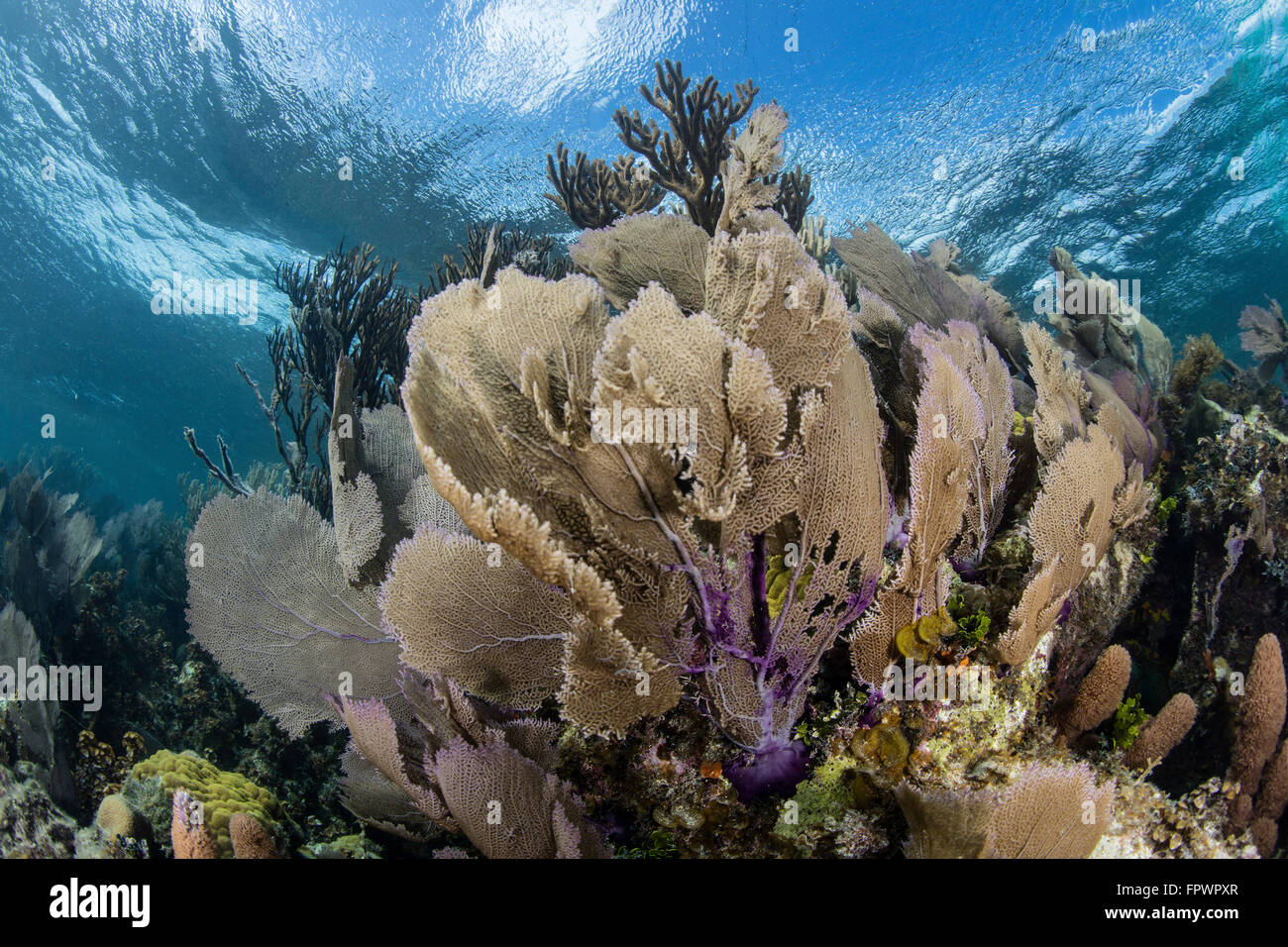 A colorful set of gorgonians, reef-building corals, and other ...