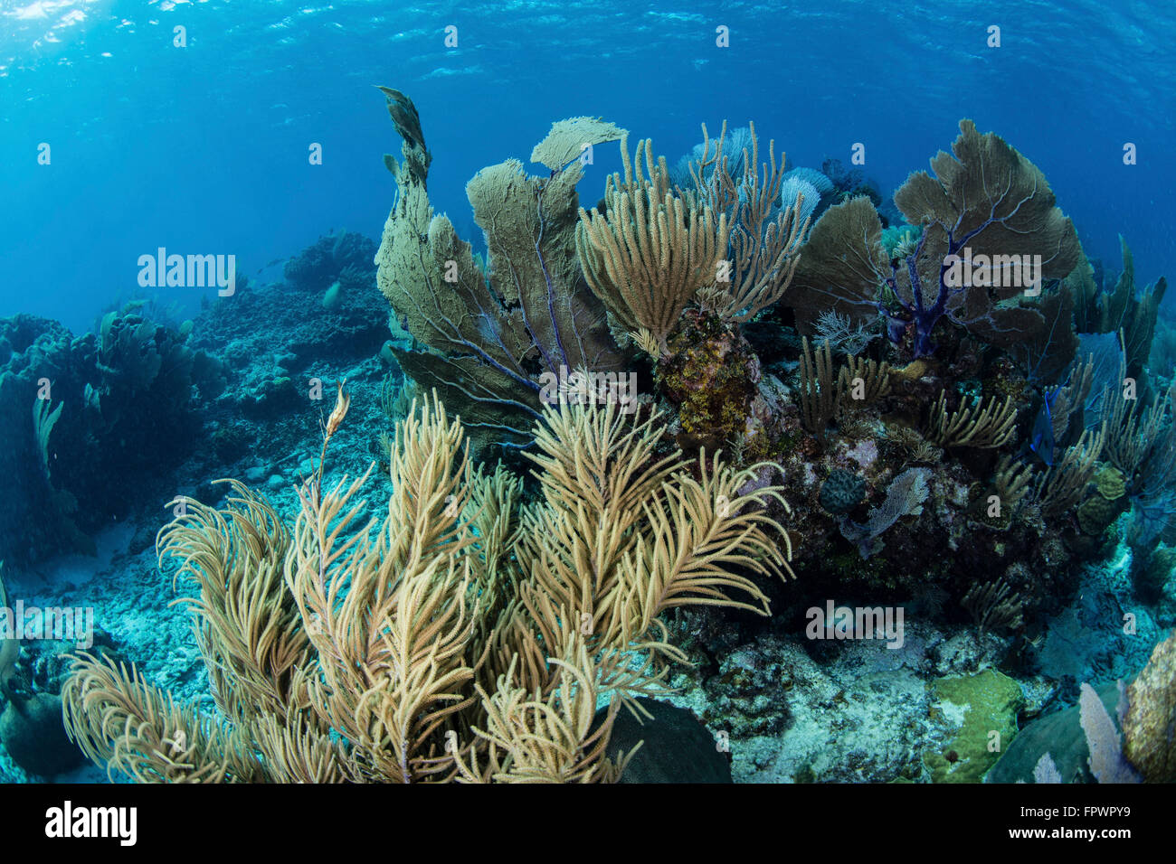A colorful set of gorgonians, reef-building corals, and other ...