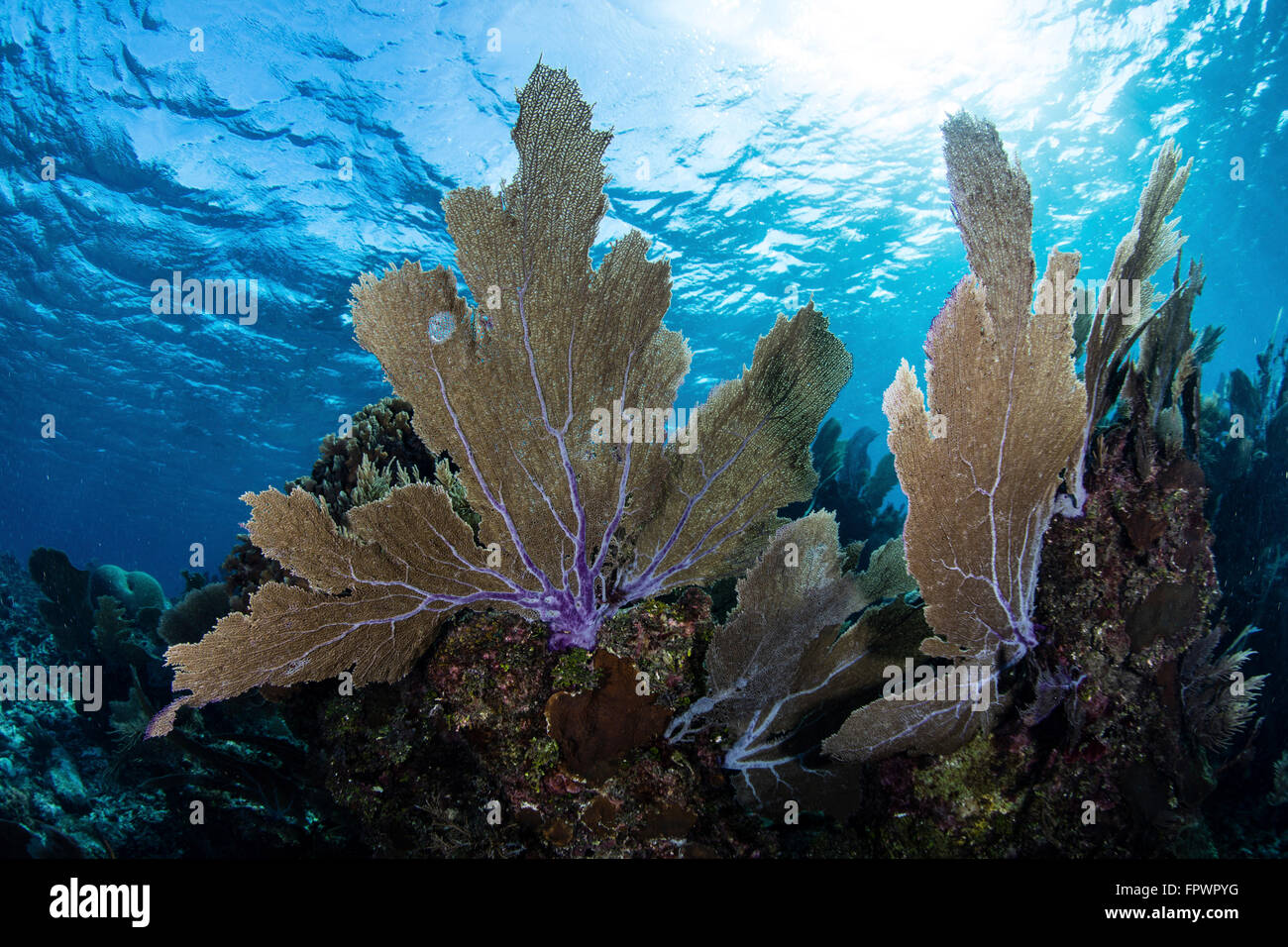A colorful set of gorgonians, reef-building corals, and other ...