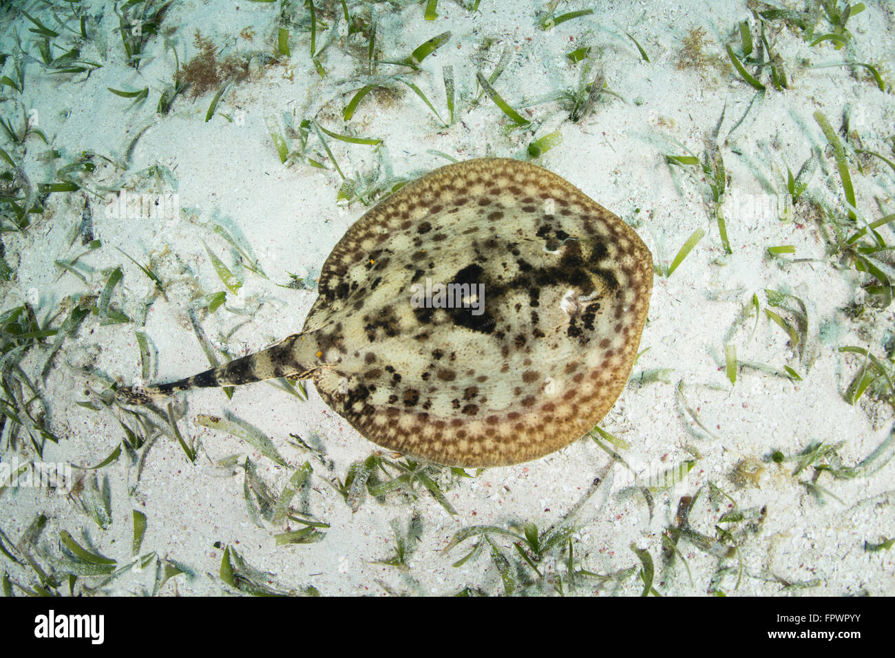 A yellow stingray (Urobatis jamaicensis) lays on the sandy seafloor of ...