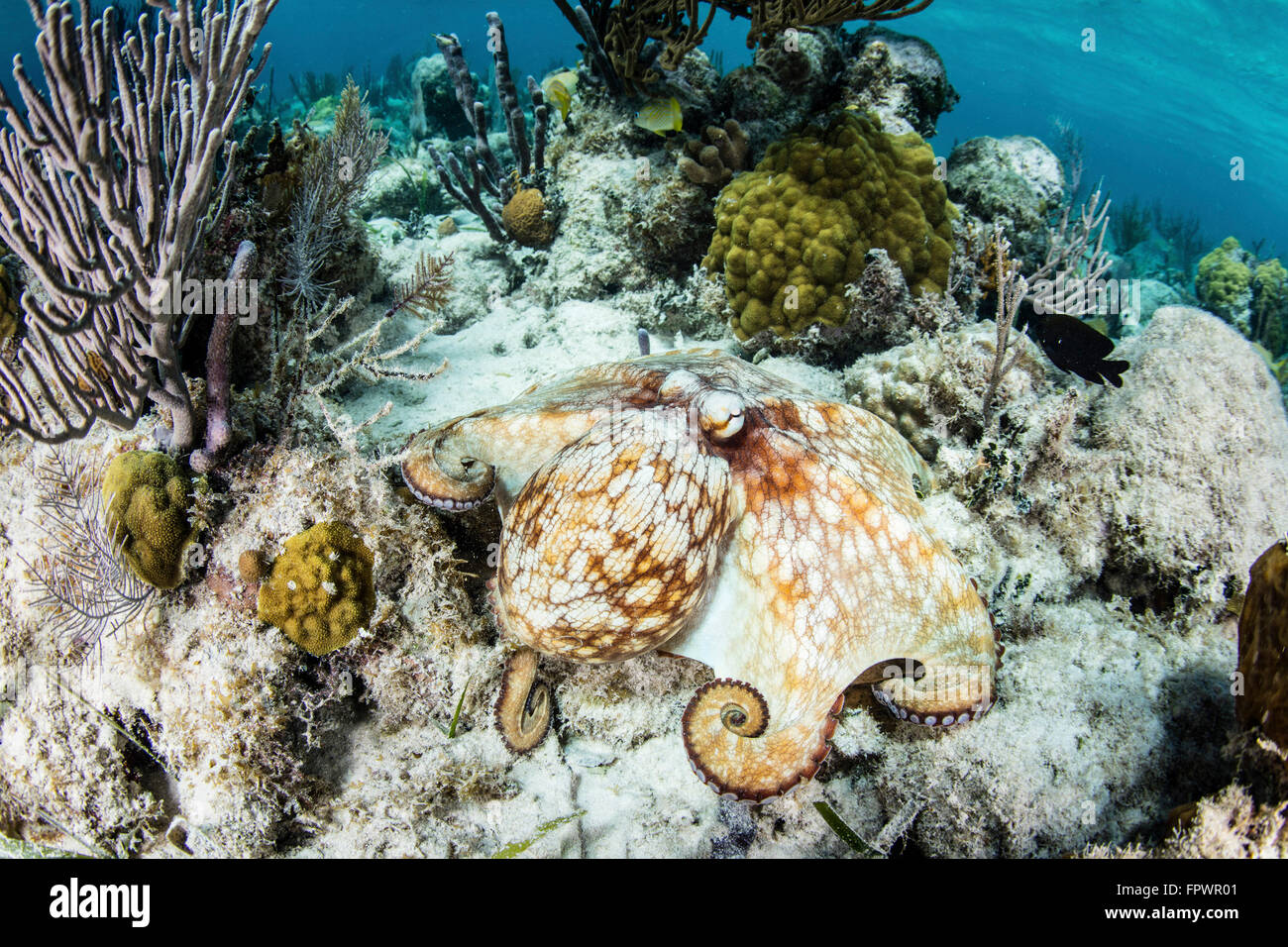 A Caribbean reef octopus (Octopus briareus) explores the seafloor of a ...