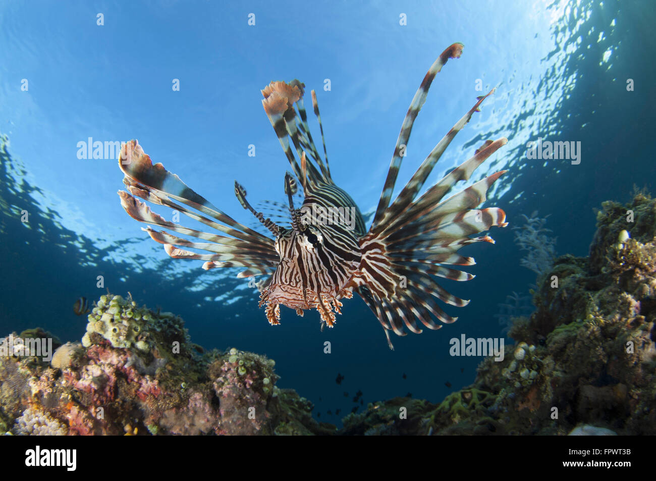 Facial view of a lionfish showing its spines, Komodo National Park ...