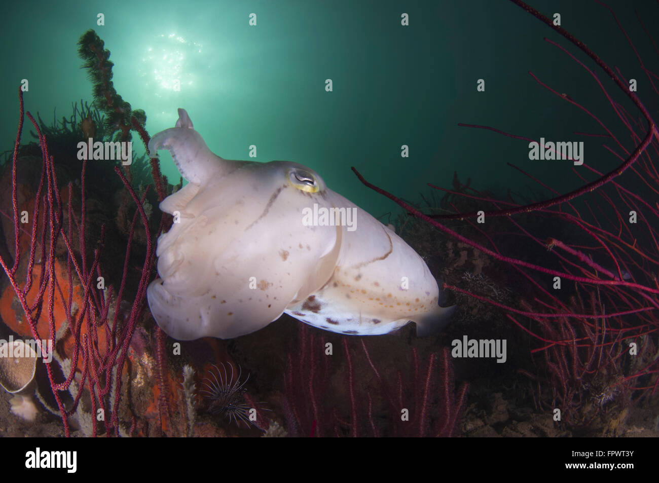 Full body view of a broadclub cuttlefish (Sepia latimanus) amongst a ...