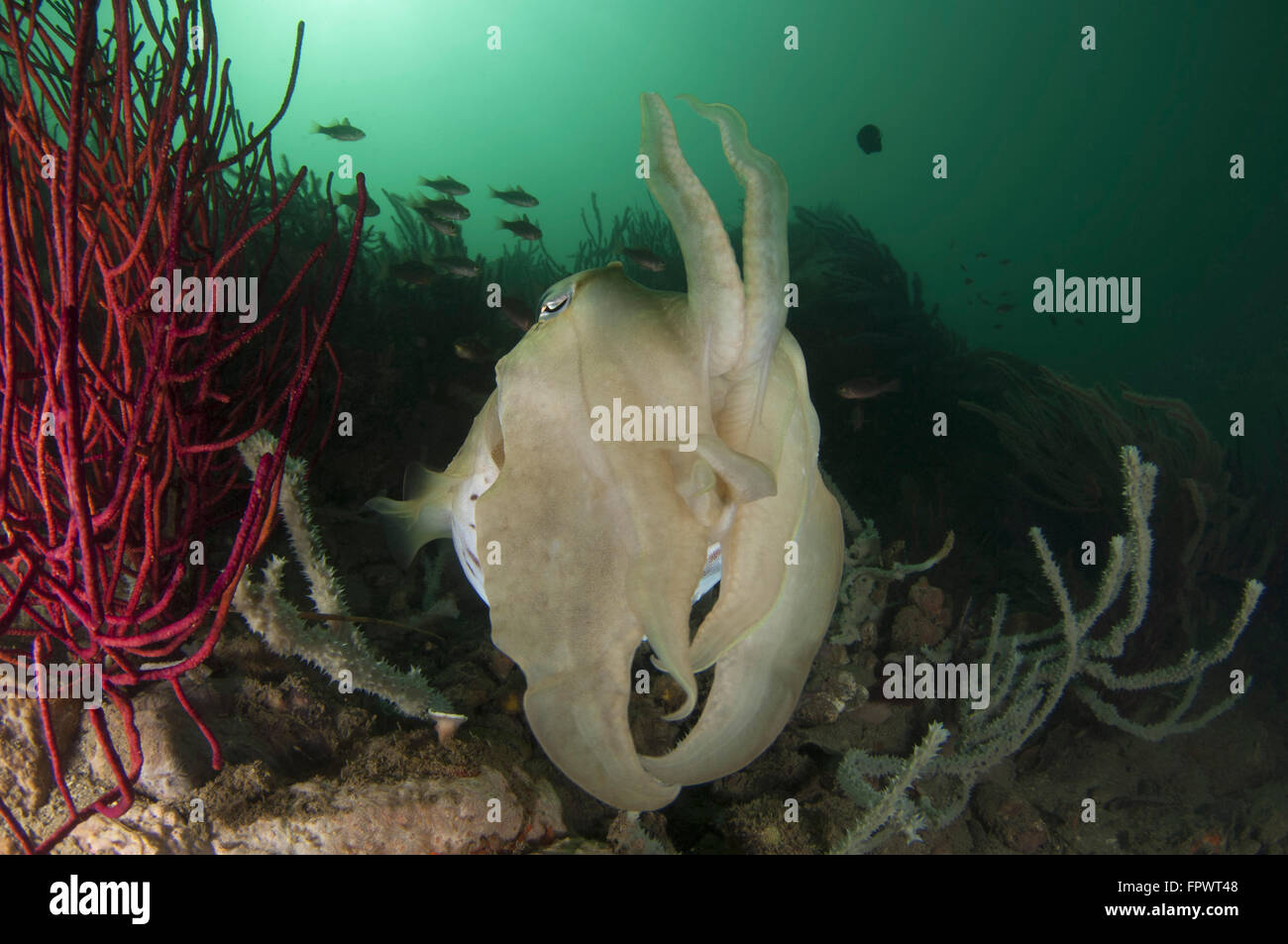 Full body view of a broadclub cuttlefish (Sepia latimanus) amongst a ...