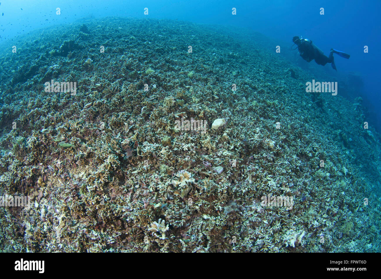 The effects of reef bombing by dynamite fishermen - all coral destroyed ...