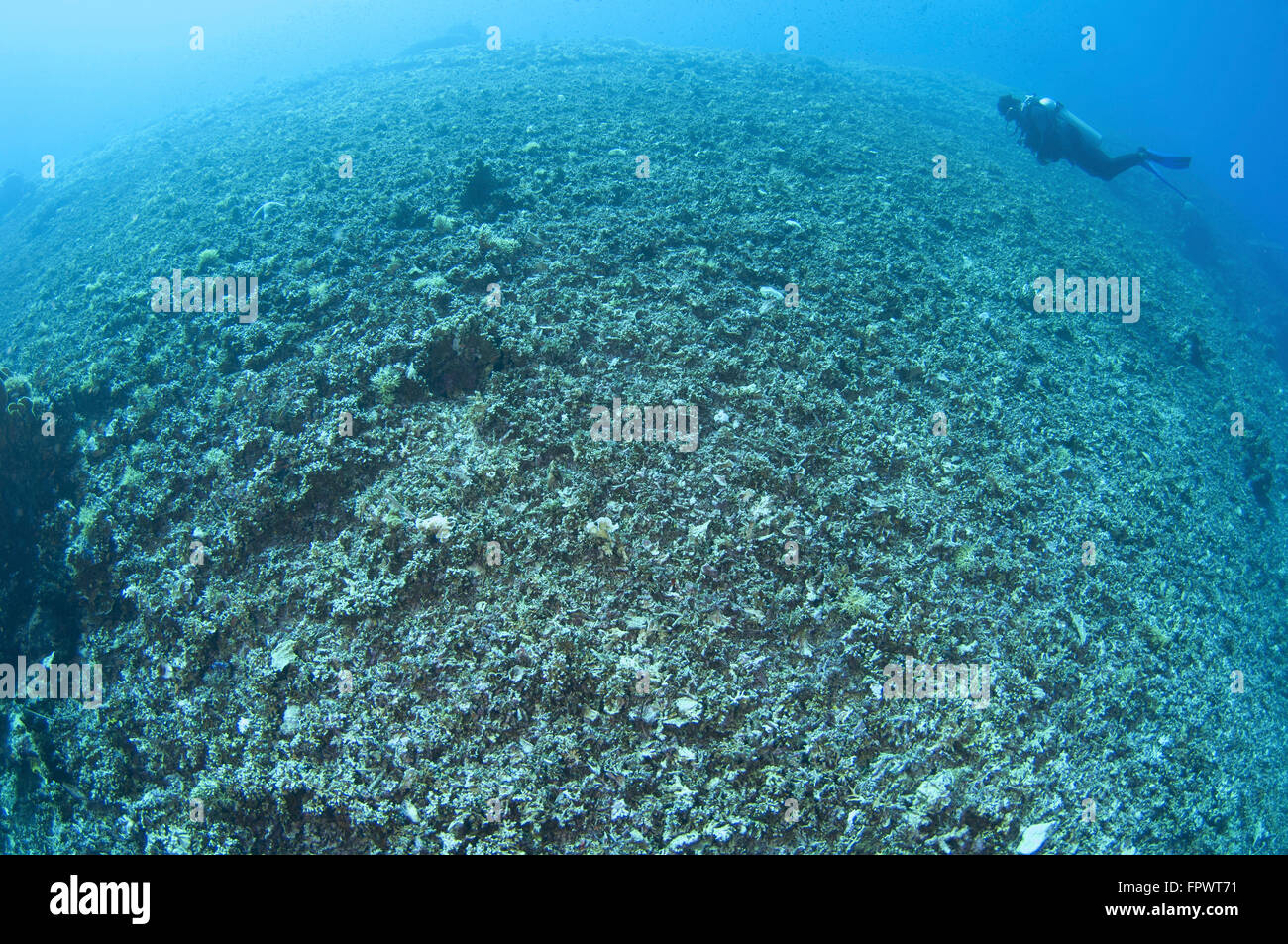 The effects of reef bombing by dynamite fishermen - all coral destroyed ...