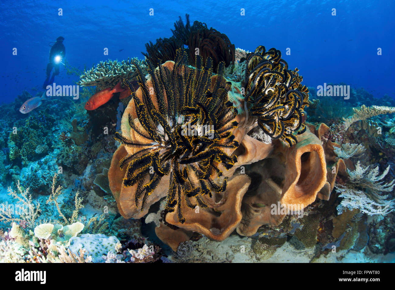 Sponge diver hi-res stock photography and images - Alamy