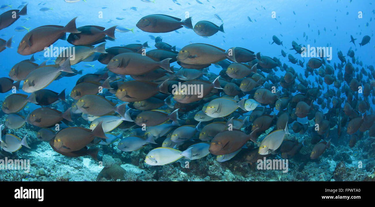 A dense school of yellowmask surgeonfish (Acanthurus mata), Komodo ...
