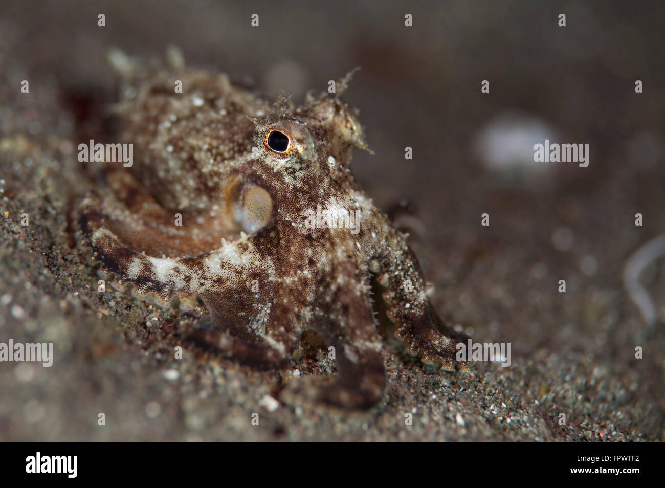 A young day octopus (Octopus cyanea) on black volcanic sand, Komodo ...