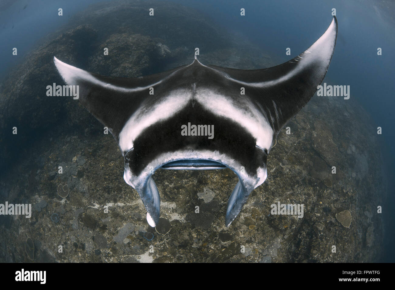 Manta ray swimming underwater hi-res stock photography and images - Alamy