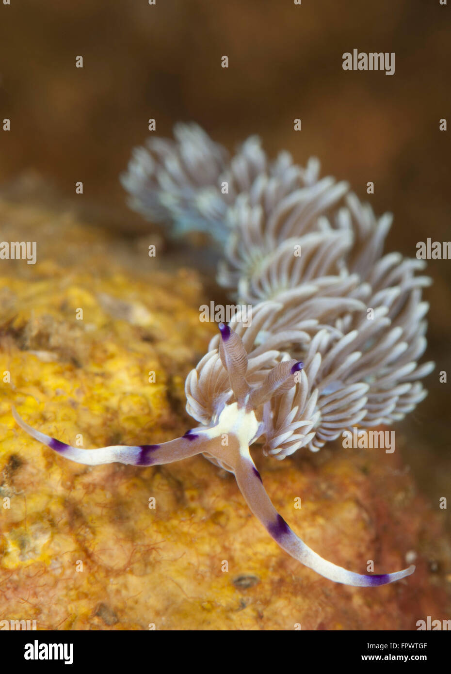 Head on view showing cerata on an aeolid nudibranch, Pteraeolidia ...