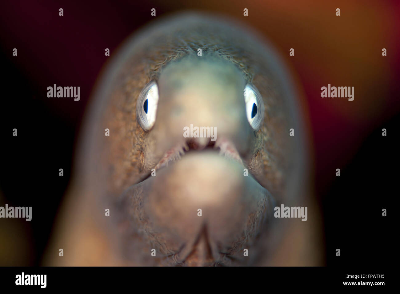 White eyed eel head hi-res stock photography and images - Alamy