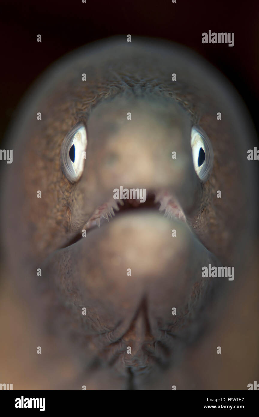 Front view of a white-eyed moray eel (Siderea thysoidea), Komodo ...