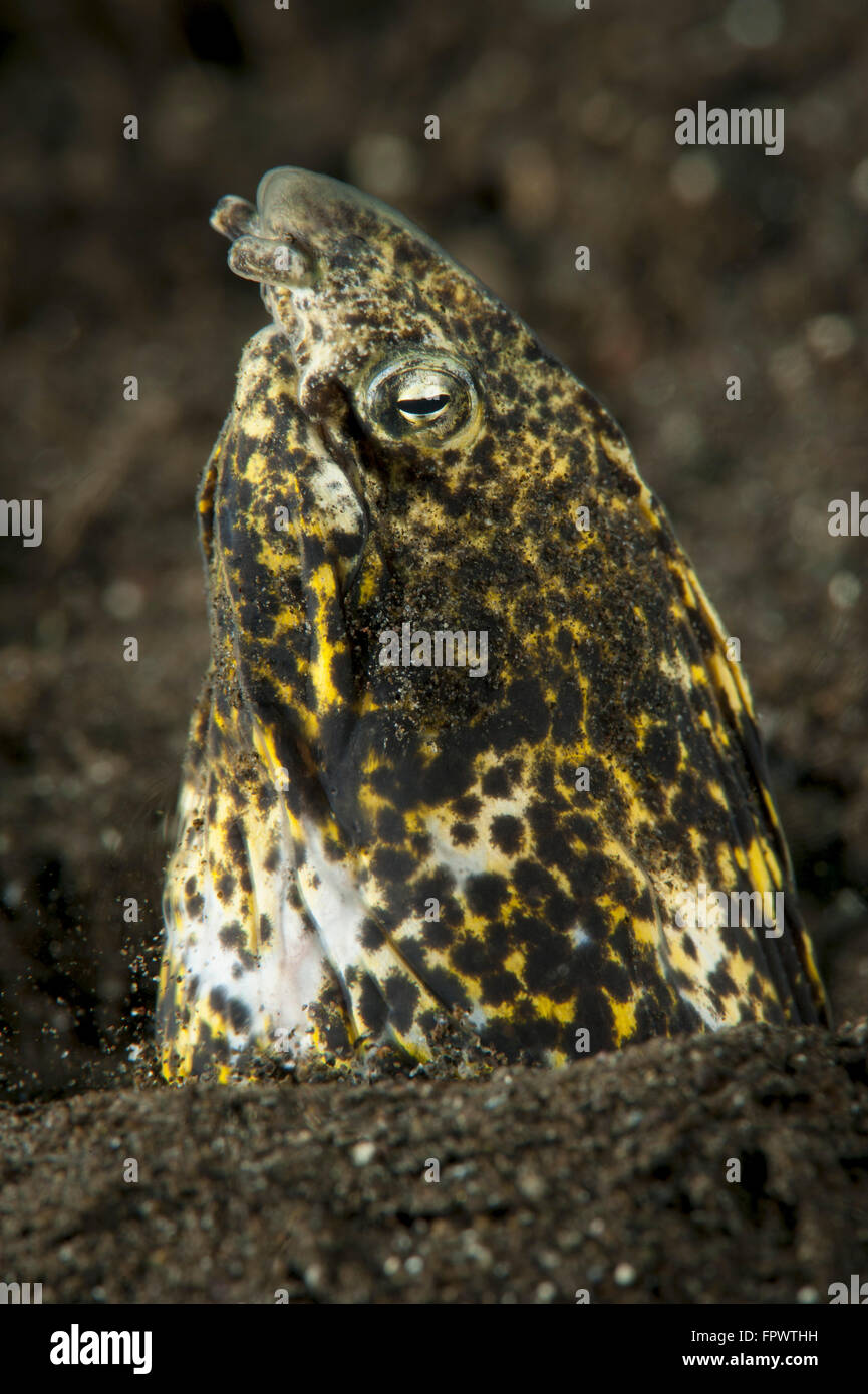Marbled snake eel (Callechelys marmorata) emerging from black volcanic ...