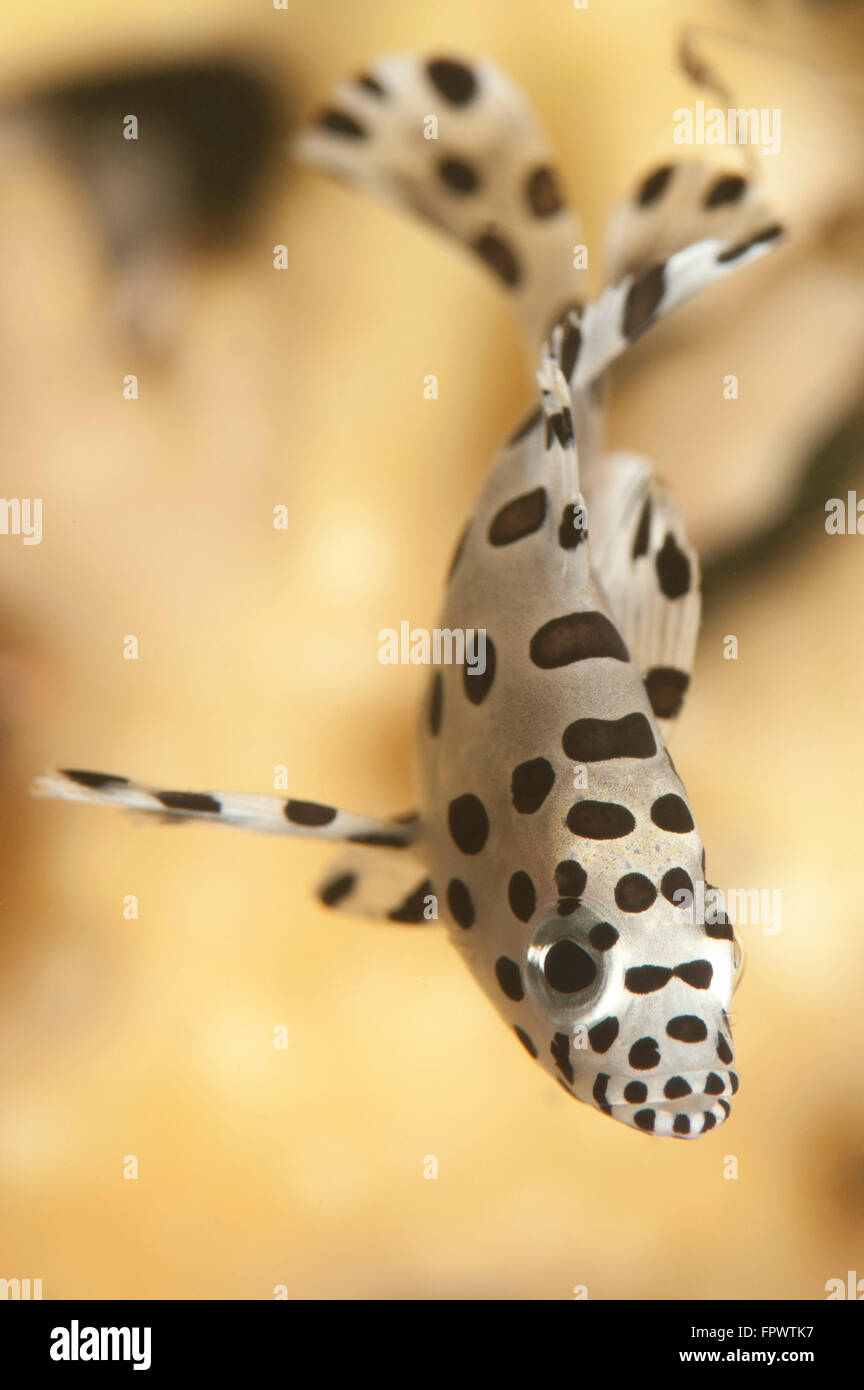 A juvenile barramundi grouper (Cromileptes altivelis), Komodo National ...