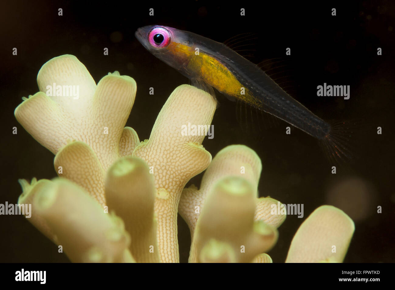 Coral komodo national park hi-res stock photography and images - Alamy