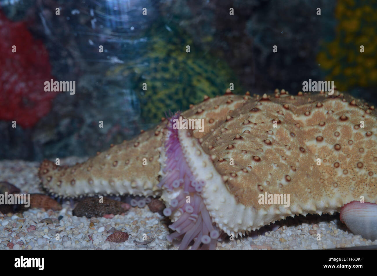 Underneath starfish hi-res stock photography and images - Alamy