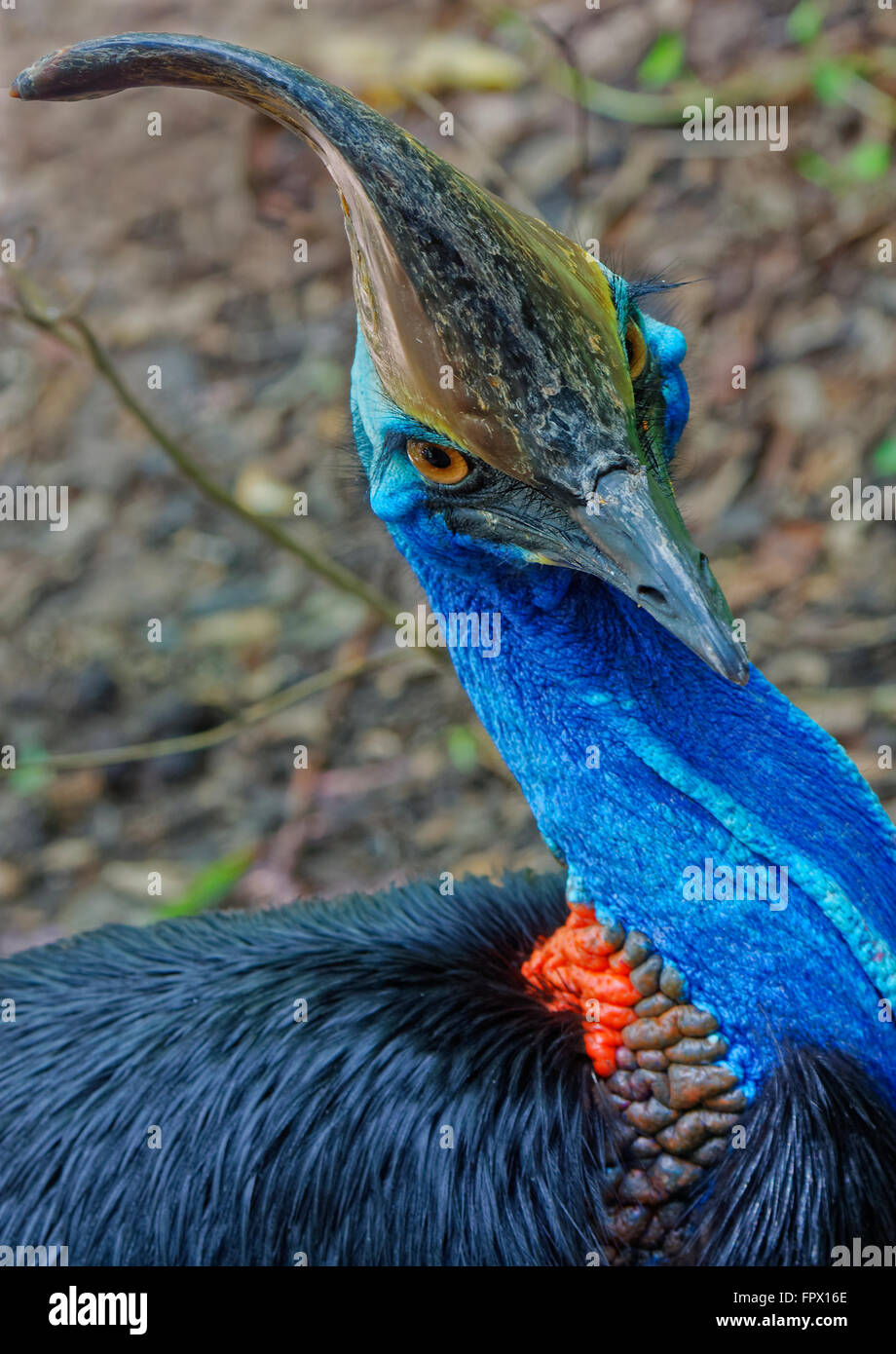 Australian cassowary hi-res stock photography and images - Alamy