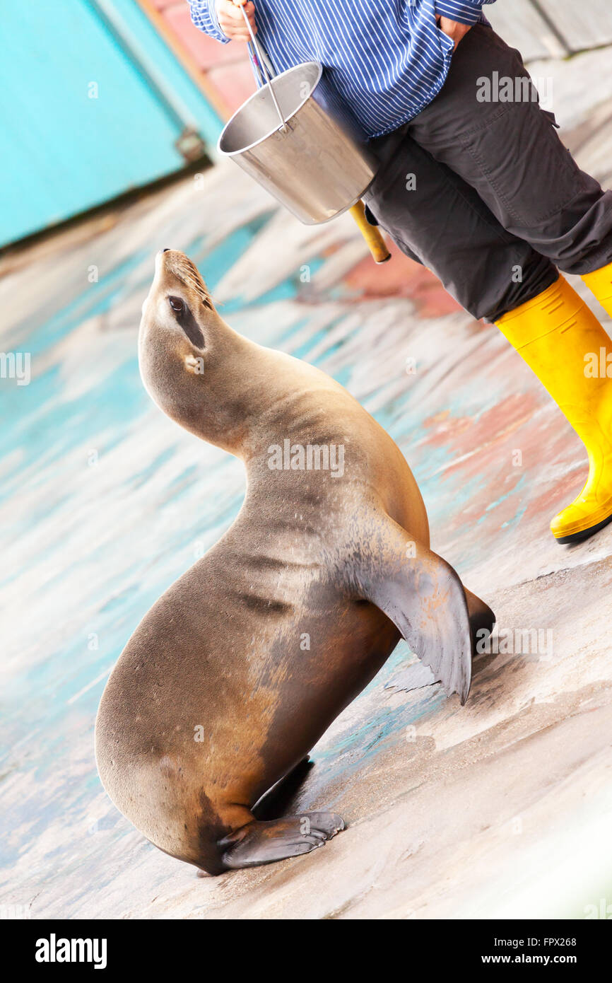 seal waiting for fish Stock Photo - Alamy