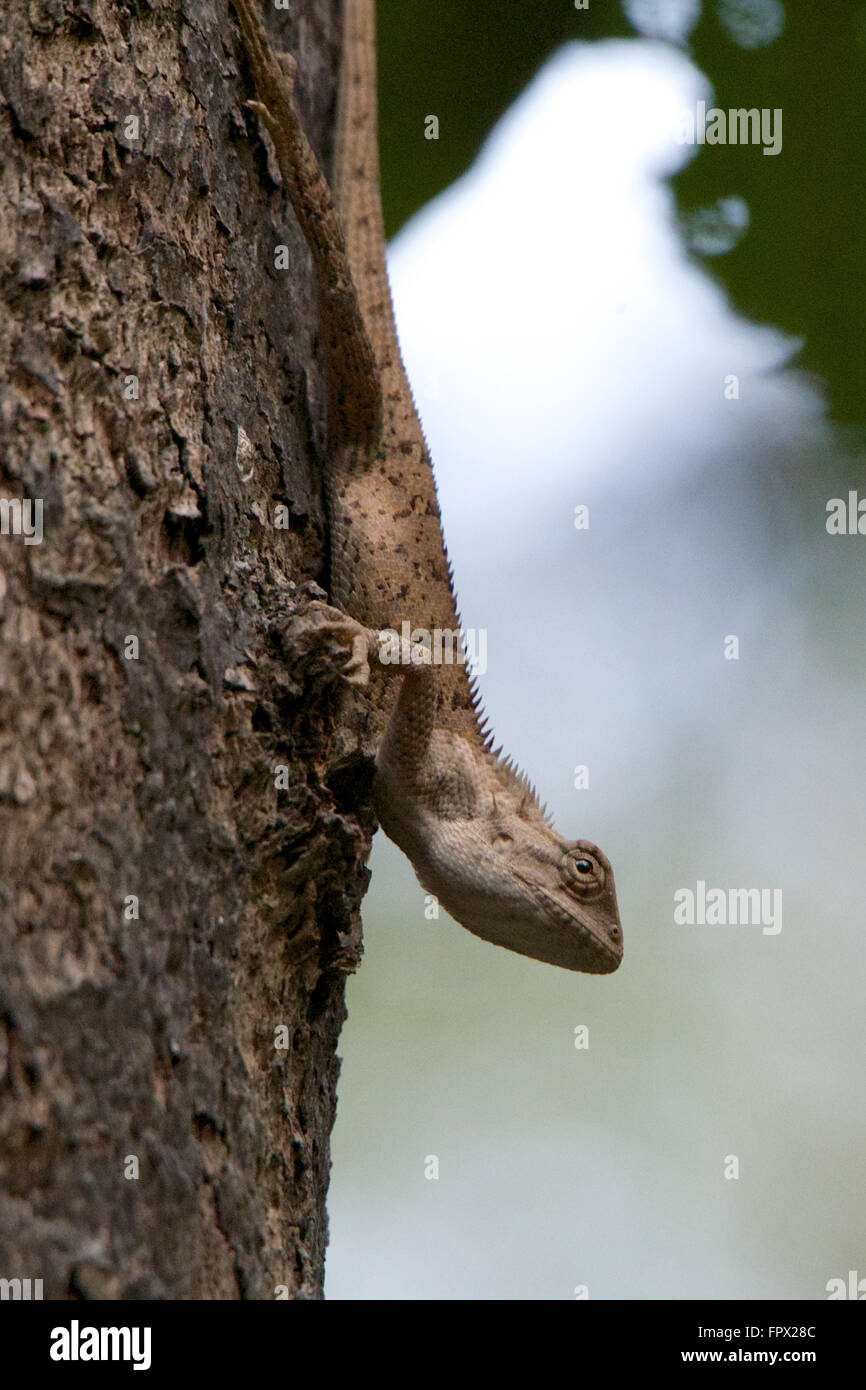 Lizard crawling down tree Stock Photo - Alamy