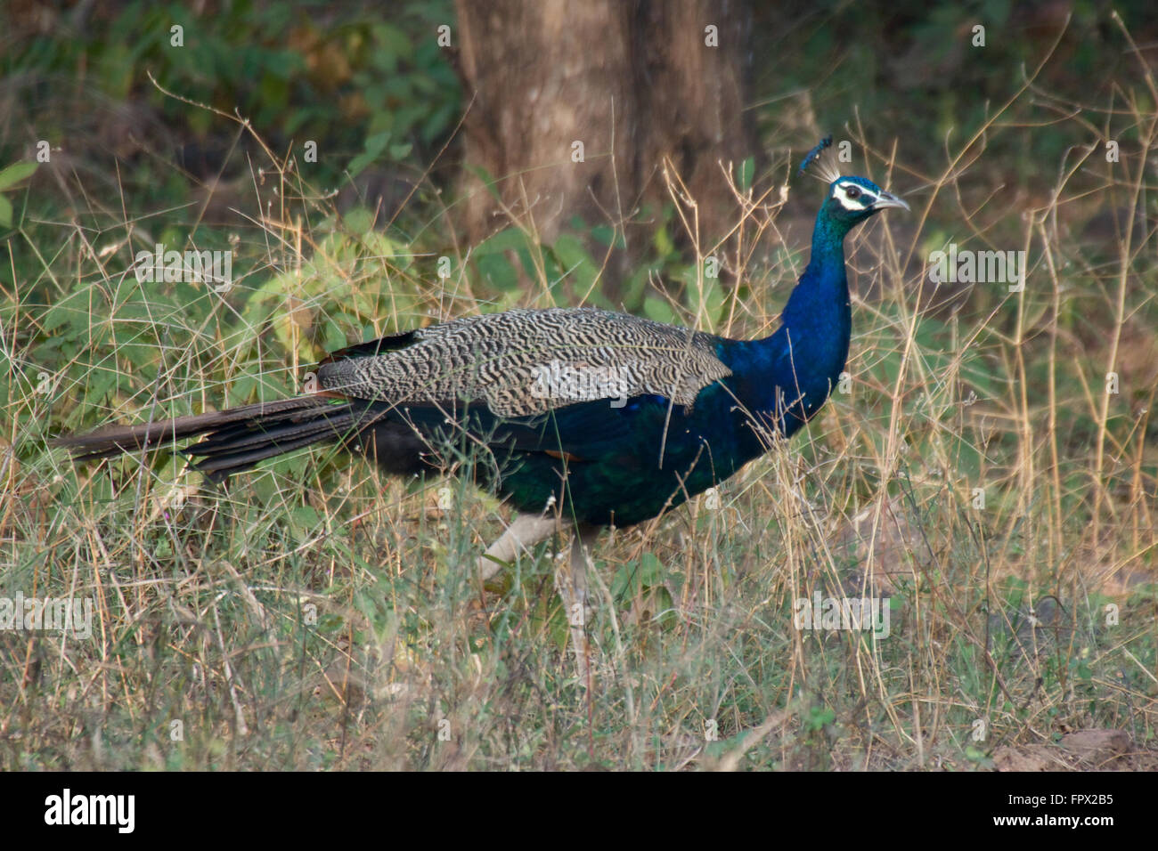 Male peacock with wings folded Stock Photo - Alamy