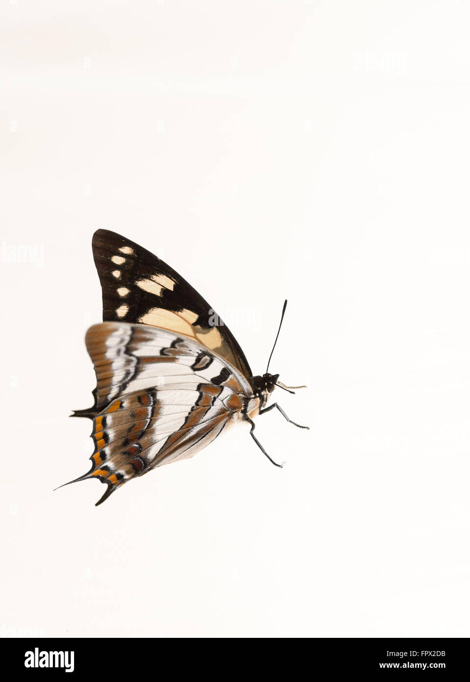 Tailed emperor, Polyura sempronius, butterfly isolated on white Stock ...