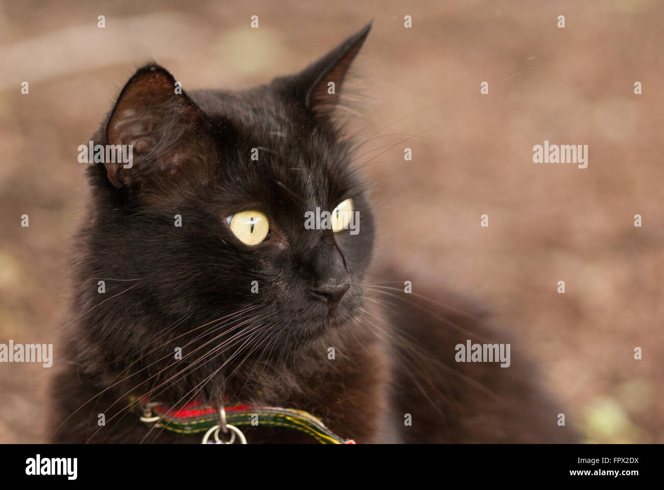 Black cat looking alert Stock Photo - Alamy