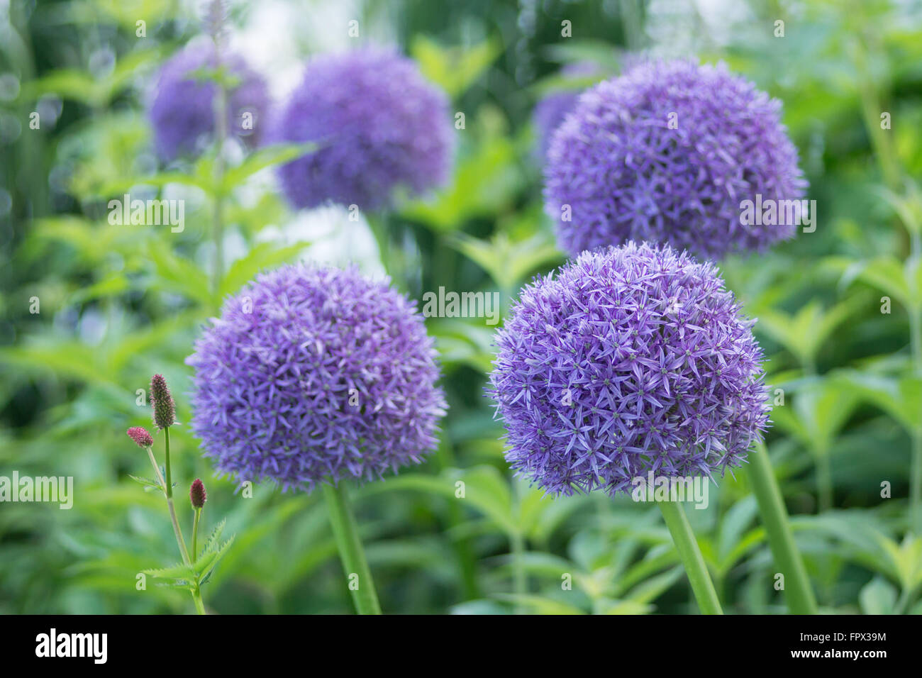 Purple Allium flowers in garden Stock Photo - Alamy