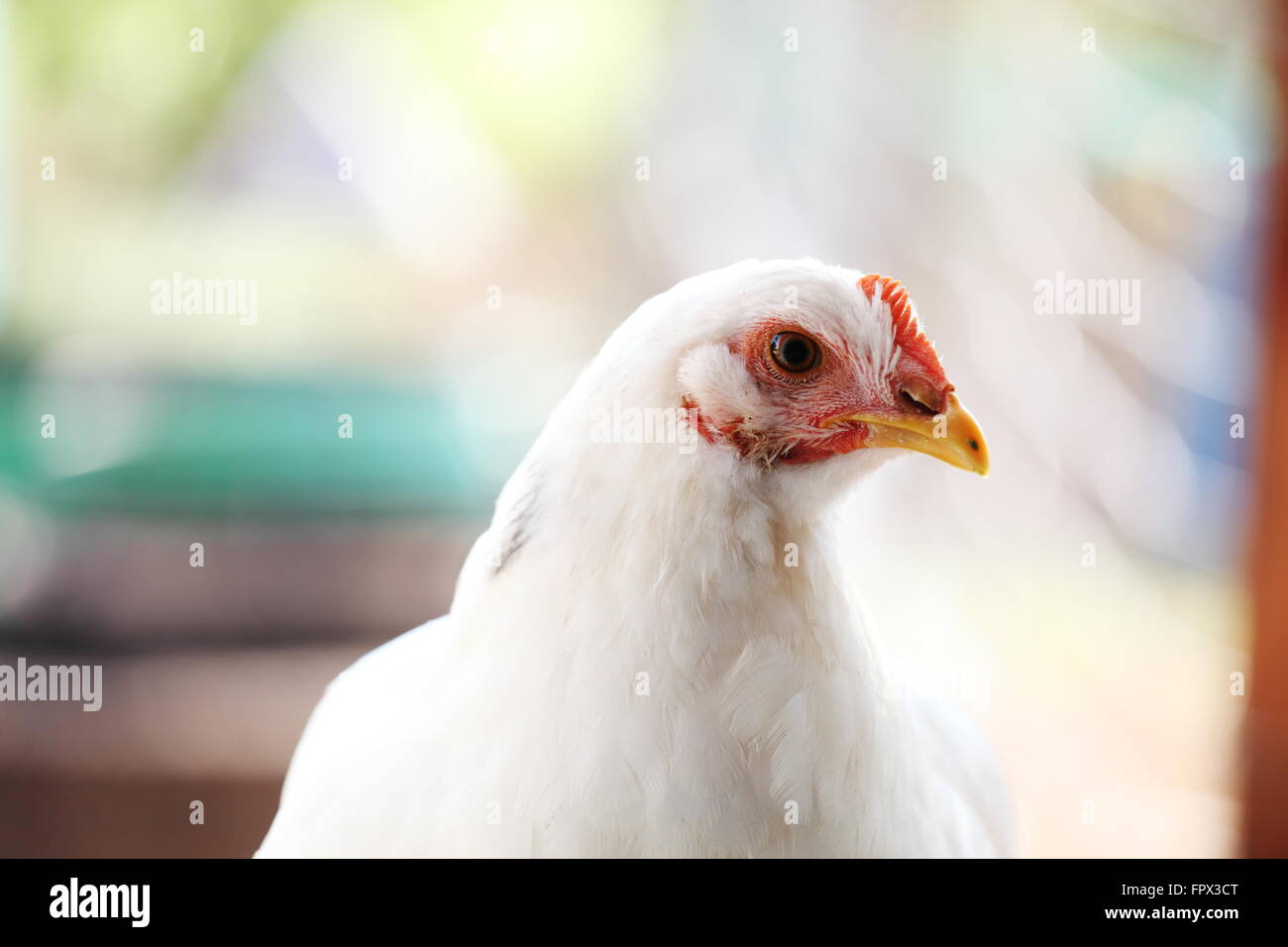 Close up of a white hen Stock Photo - Alamy