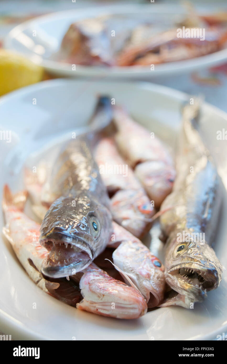 red mullets and small codfishes to prepare fish soup Stock Photo - Alamy