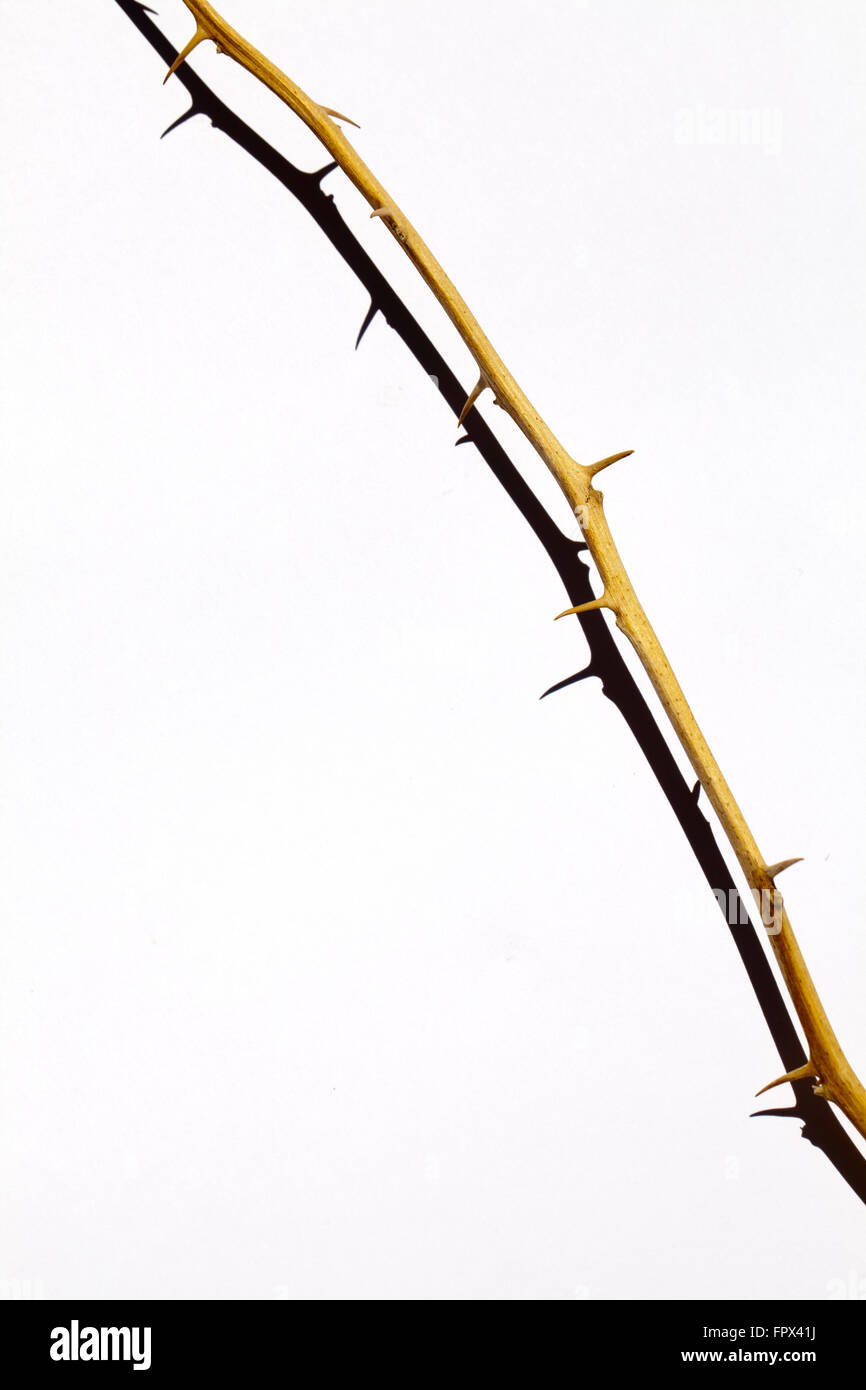 Long thorn hi-res stock photography and images - Alamy