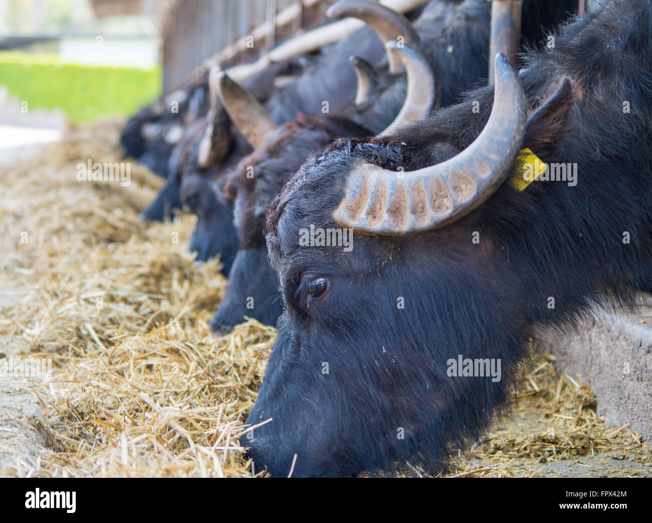 Buffalo eating in an italian farm for production of mozzarella Stock ...