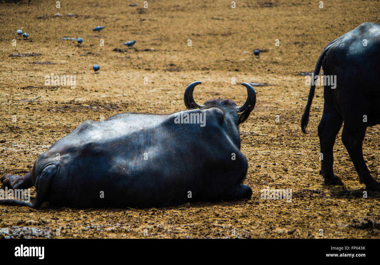 Bison farm hi-res stock photography and images - Alamy
