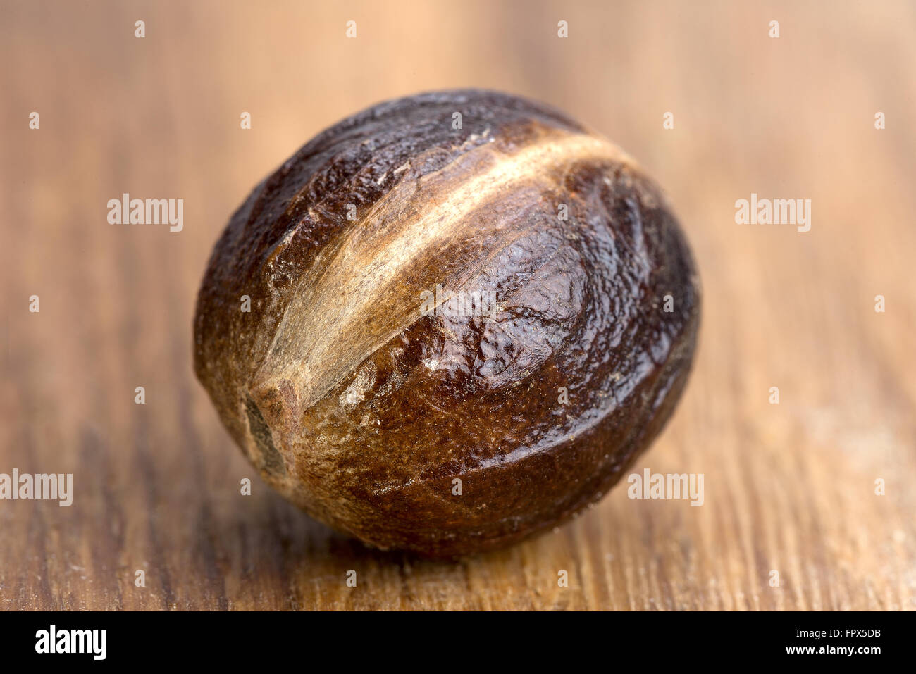 Nutmeg plant hi-res stock photography and images - Alamy