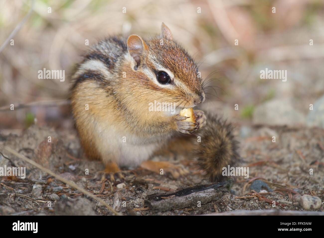 Chipmunk, a common mammal of North America Stock Photo - Alamy