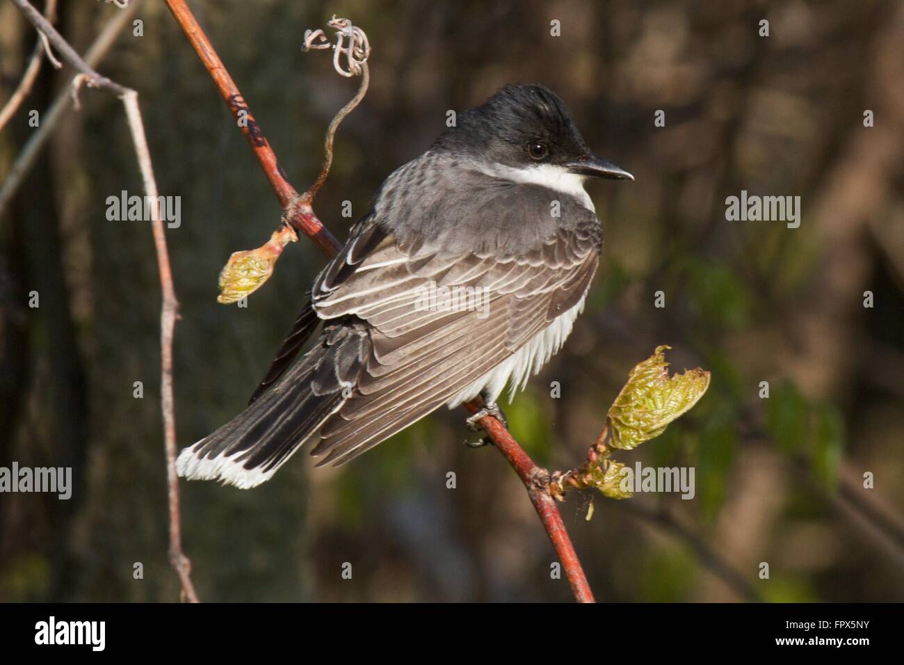Eastern north america birds hi-res stock photography and images - Alamy