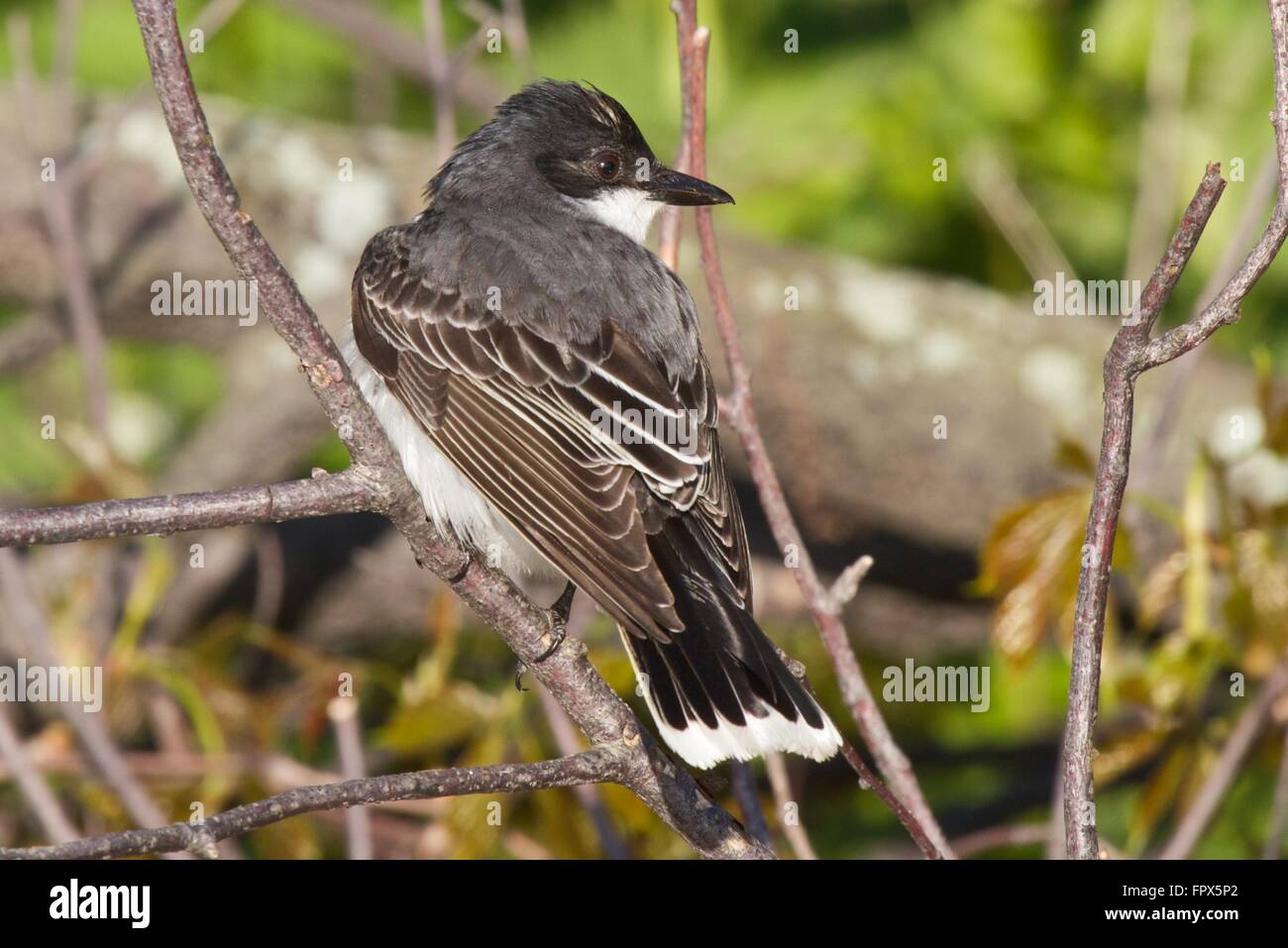 Eastern north america birds hi-res stock photography and images - Alamy