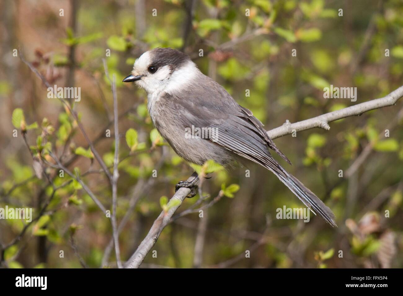 Grey Jay Bird High Resolution Stock Photography and Images - Alamy